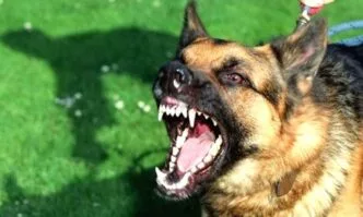 Pemilik Tewas karena Rabies, 17 Warga Manggarai Timur Justru Konsumsi ...